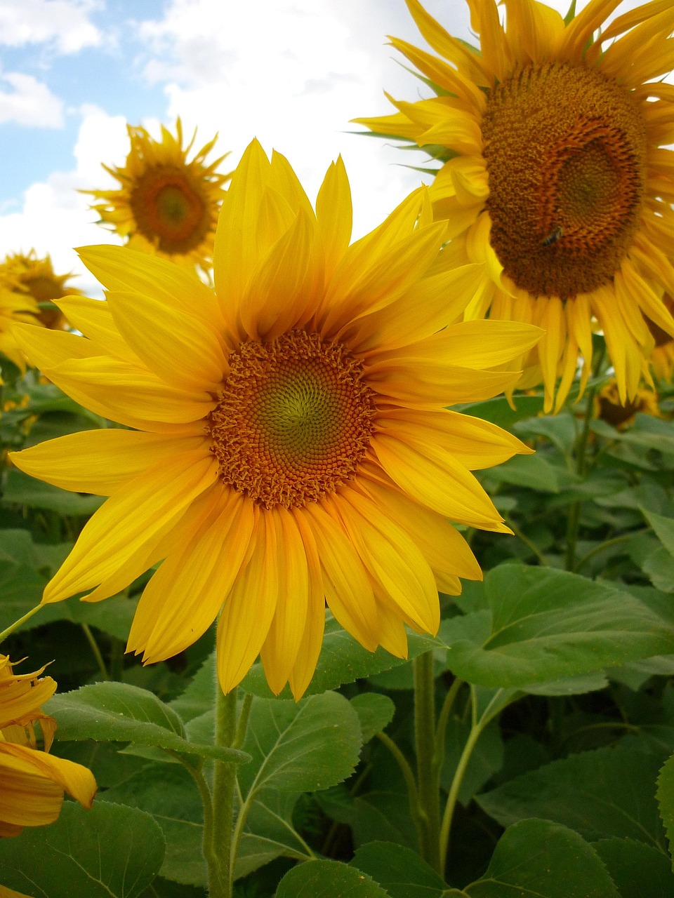 Girasol Planta Verano - Foto gratis en Pixabay