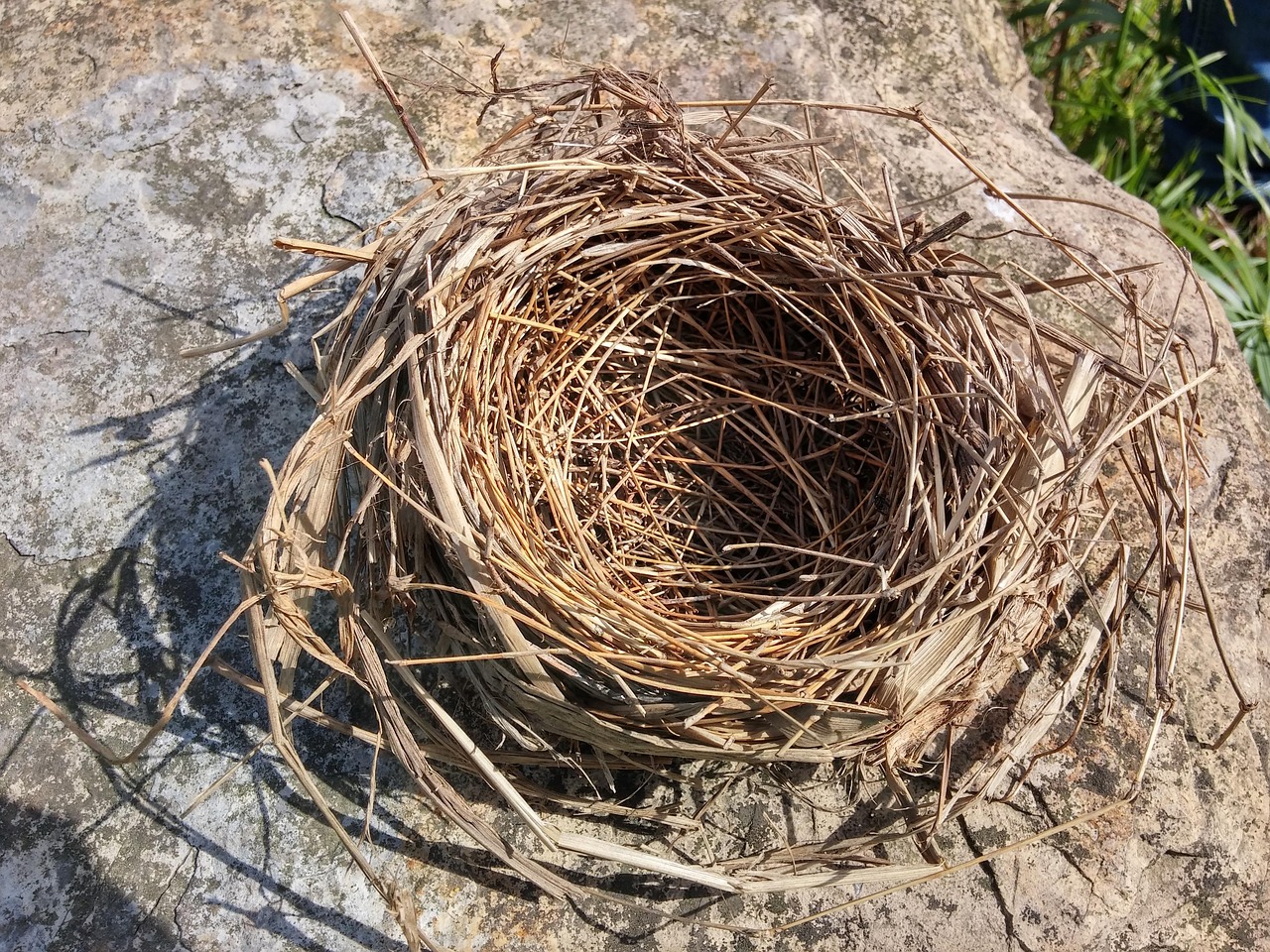 Bird'S Nest Hay - Free photo on Pixabay - Pixabay