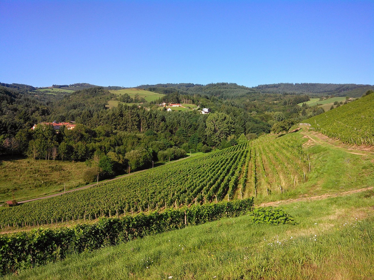 Paysage Vigne - Photo gratuite sur Pixabay - Pixabay
