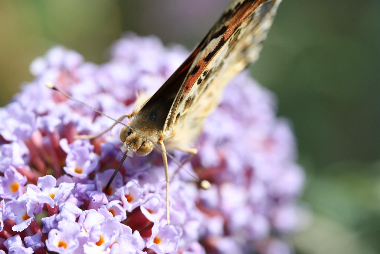 Butterfly Macro Insect - Free photo on Pixabay - Pixabay