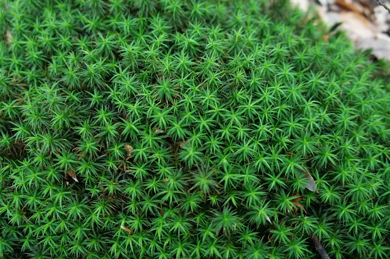 Green Structure Forest - Free photo on Pixabay - Pixabay