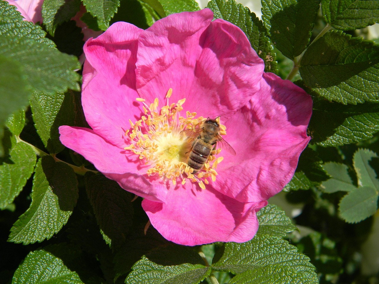 Rosa Mosqueta Abeja Flor - Foto gratis en Pixabay - Pixabay
