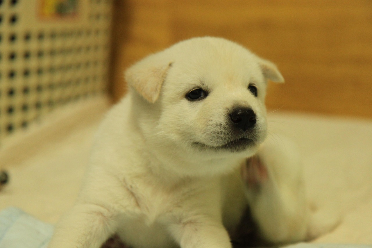 30+ Free Jindo Köpeği & Jindo Dog Photos - Pixabay