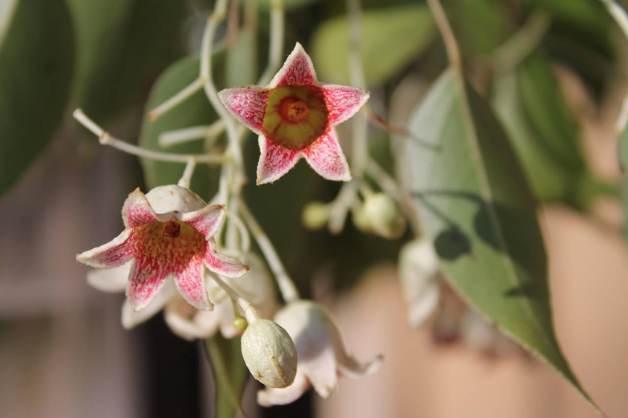 Brachychiton Populneus Árbol - Foto gratis en Pixabay - Pixabay