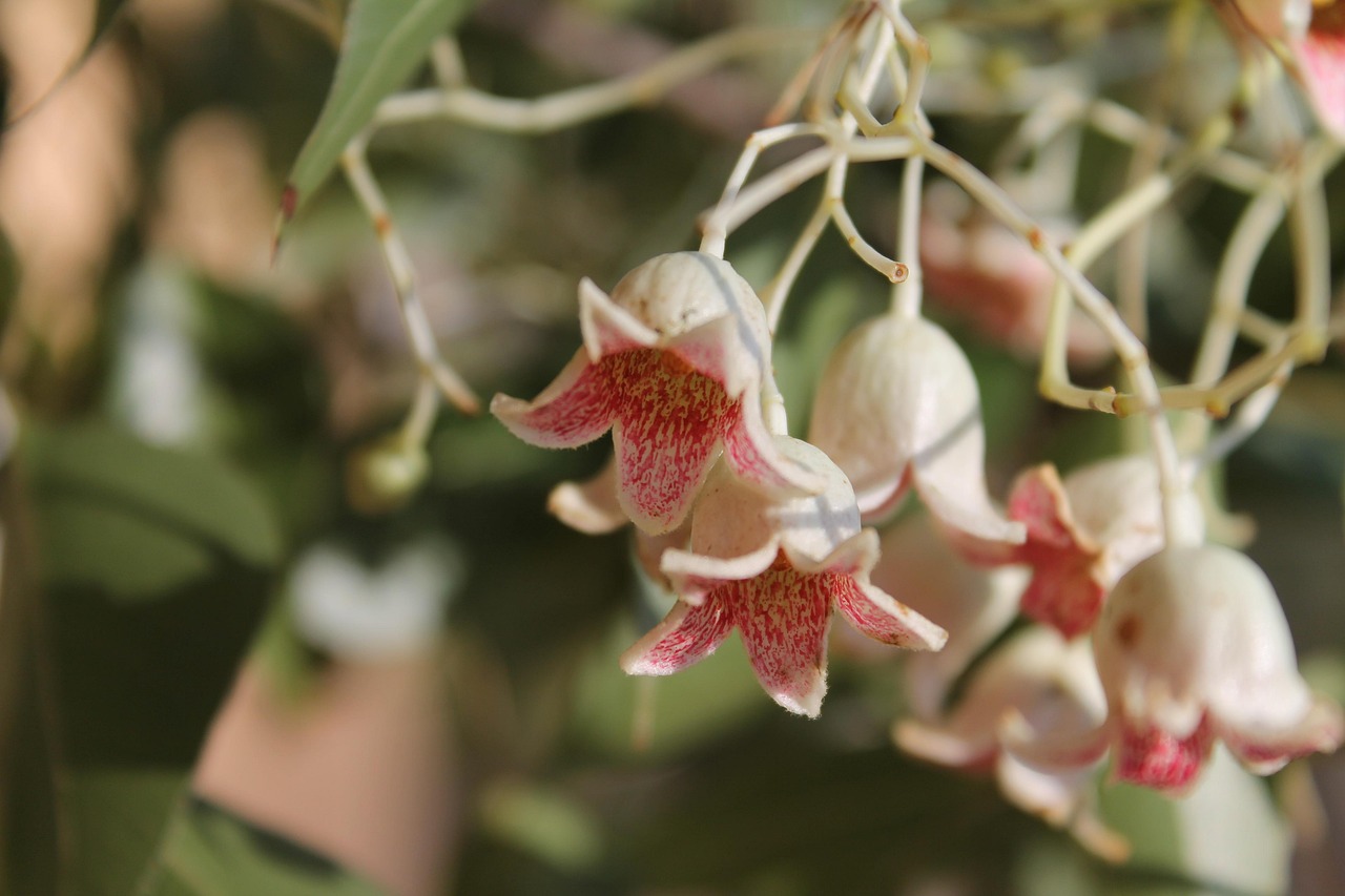 Brachychiton Populneus Árbol - Foto gratis en Pixabay - Pixabay