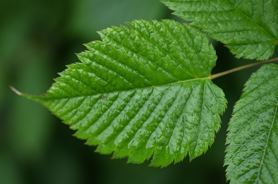 Leaf Water Drop Free Photo On Pixabay Leaf Water Drop Free Photo On Pixabay
