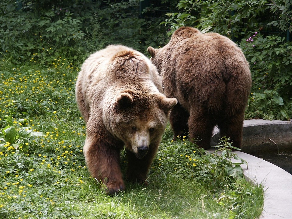 Ours Brun Animal - Photo gratuite sur Pixabay