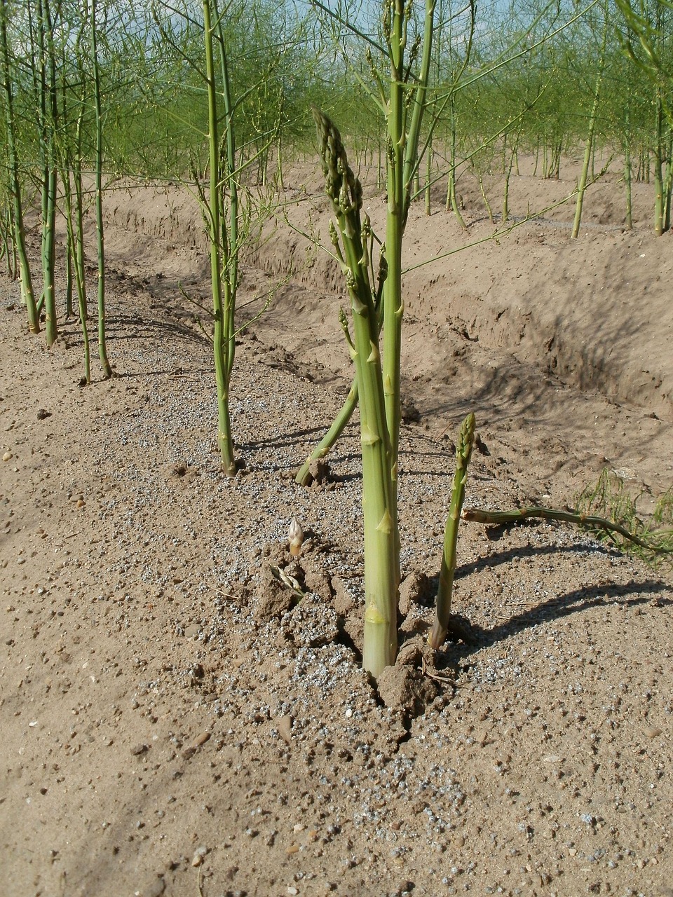 Asparagus Food Fields - Free photo on Pixabay - Pixabay