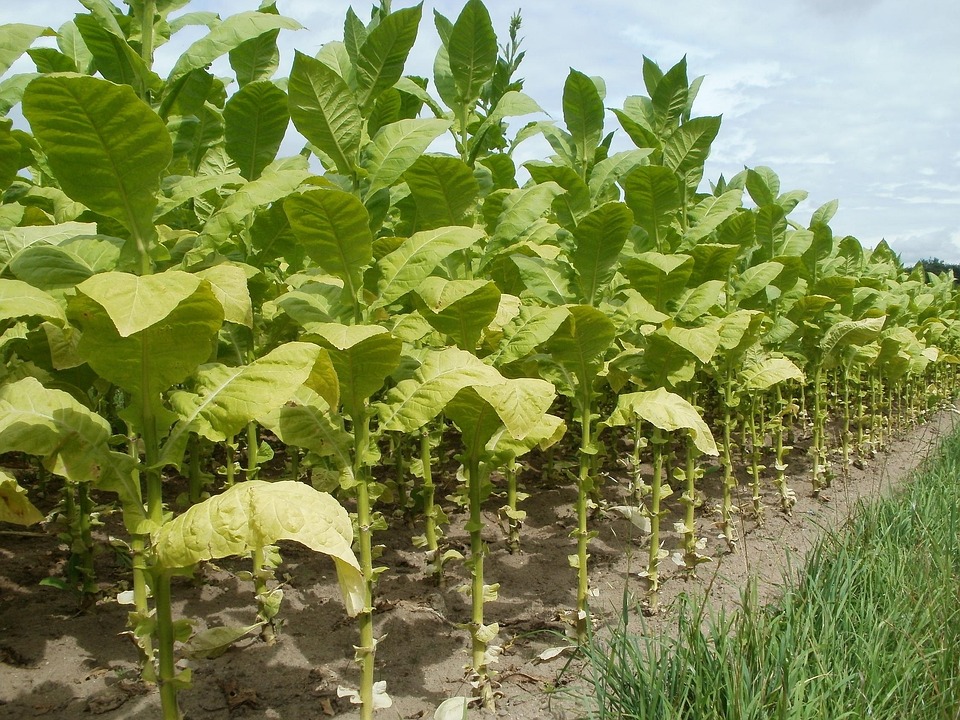 Tobacco Field Leaves - Free photo on Pixabay