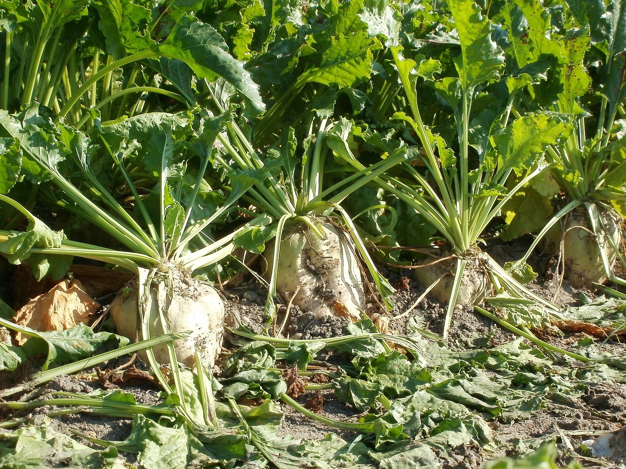 Sugar Beet Harvest Agriculture - Free photo on Pixabay