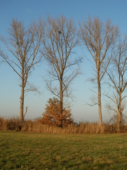 Cottonwood Poplar Trees - Free photo on Pixabay - Pixabay