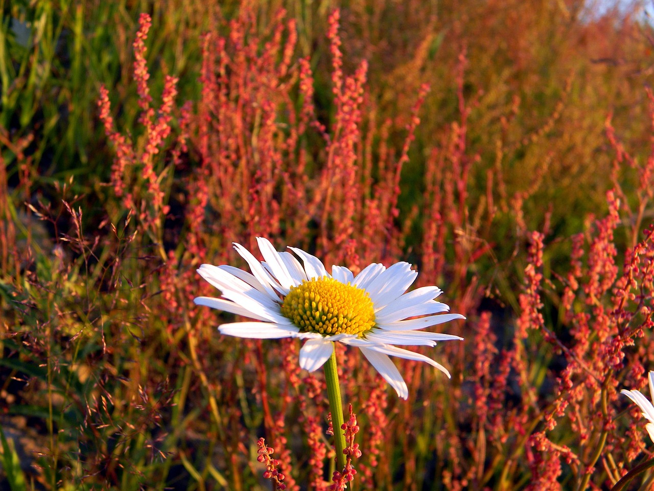 Daisy Bidang Tumbuhan Liar Bunga - Foto gratis di Pixabay - Pixabay