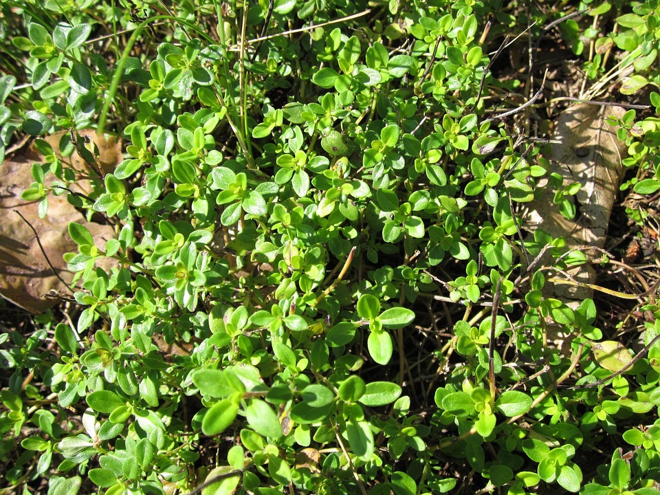 Thymus Pulegioides Broad-Leaved - Free photo on Pixabay - Pixabay