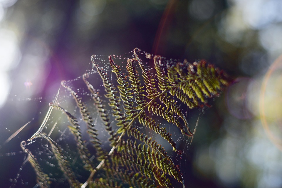 Web Fern Spectrum - Free photo on Pixabay