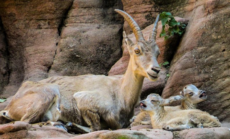 200+ Free Capricorn & Animal Photos - Pixabay
