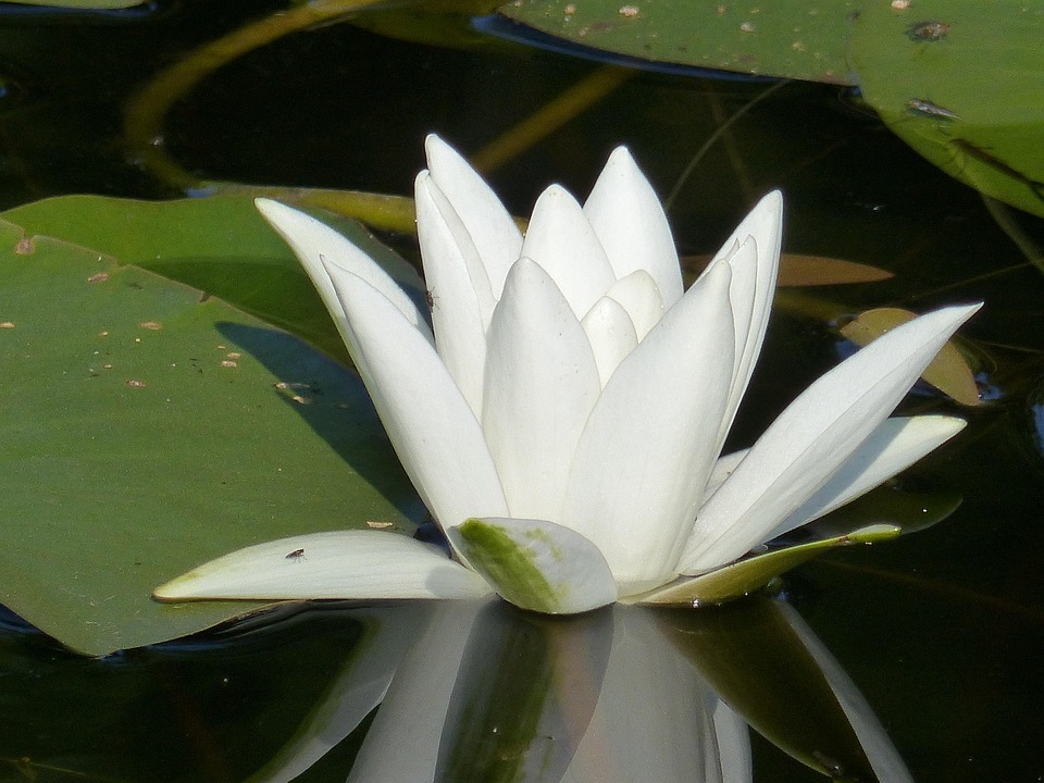 Lily Air Putih Daun - Foto gratis di Pixabay - Pixabay