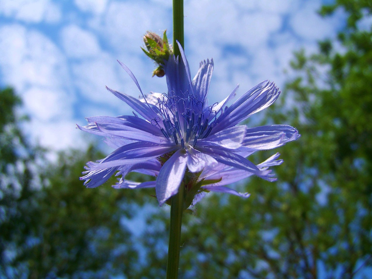 Intybus Chicory Stalk Light Blue - Free photo on Pixabay