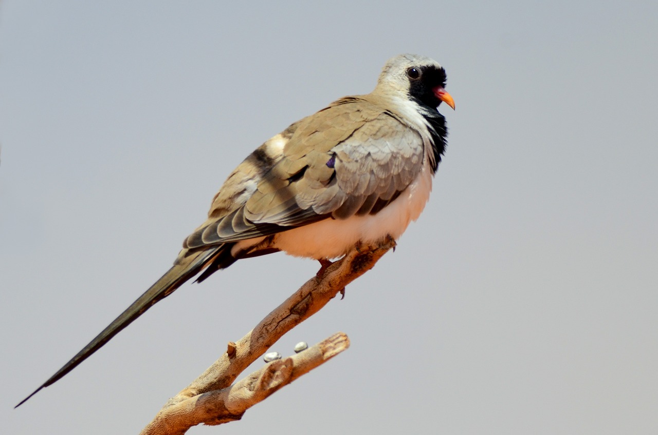 Namaqua Dove Bird - Free photo on Pixabay