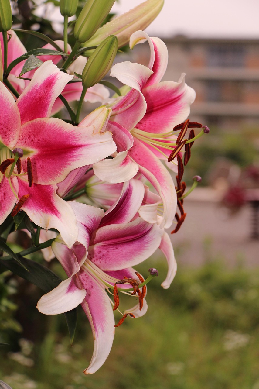 Bos Bloemen Tuin Bloemblaadjes - Gratis foto op Pixabay - Pixabay