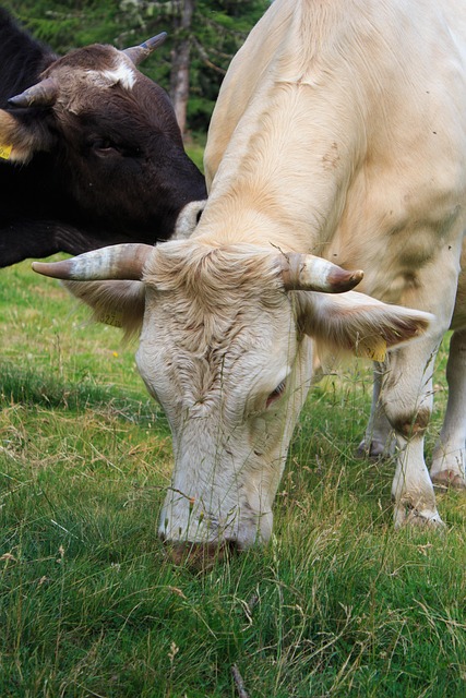 Vache Du Boeuf Bovine - Photo gratuite sur Pixabay - Pixabay