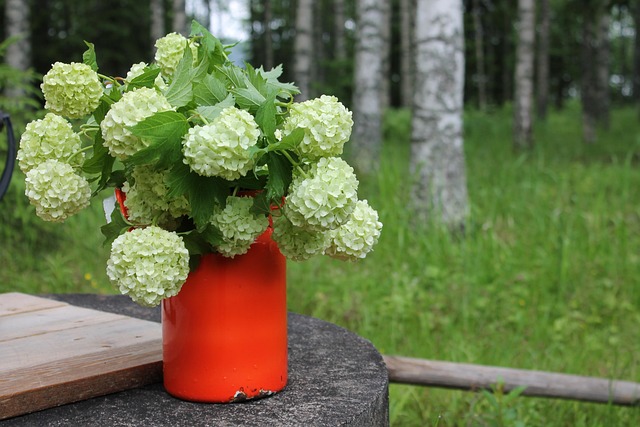Snowball Summer Finland - Free photo on Pixabay - Pixabay