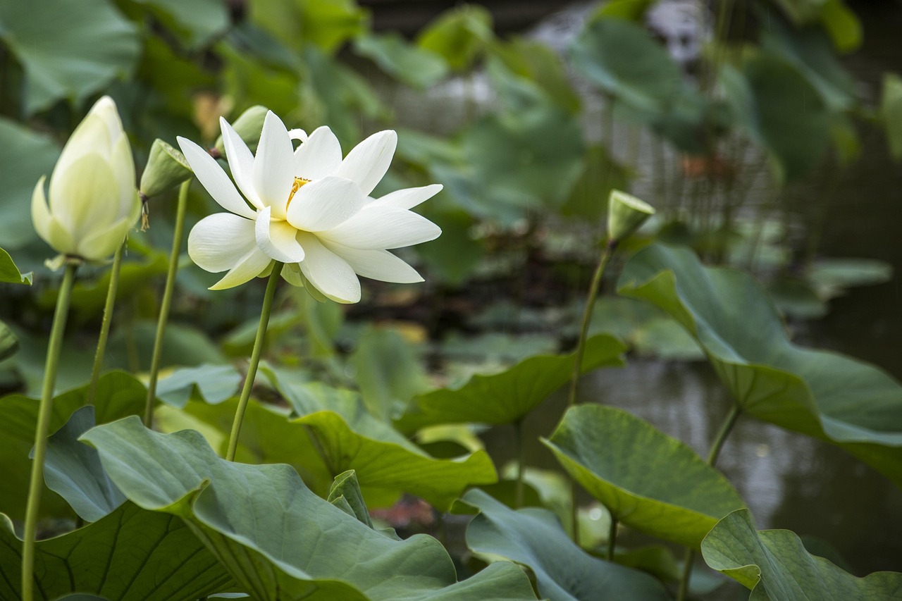 Lotus Fleurs Vert Feuille - Photo gratuite sur Pixabay - Pixabay