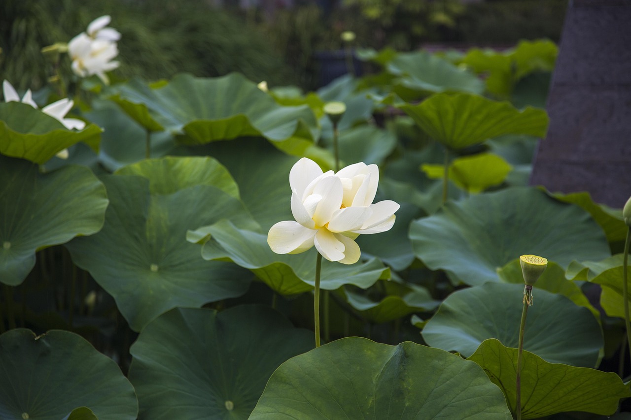 Lotus Fleurs Vert Feuille - Photo gratuite sur Pixabay - Pixabay