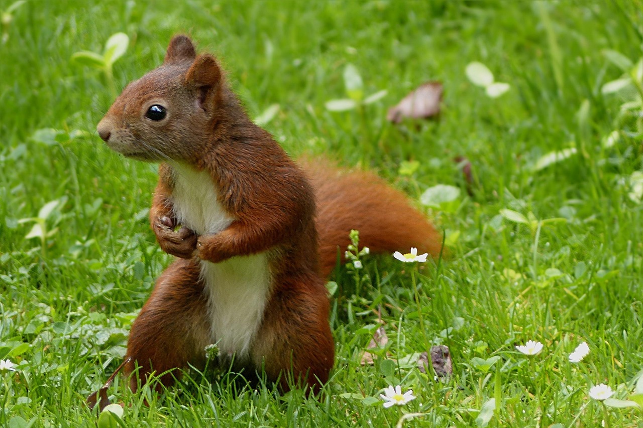 Animal Squirrel Sciurus - Free photo on Pixabay - Pixabay