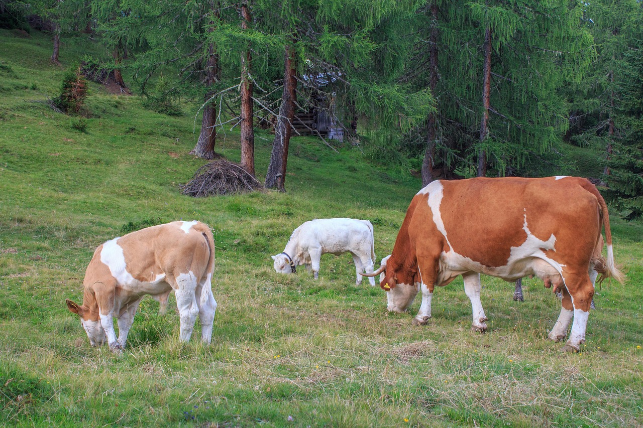Stádo Kráv Hovädzí Dobytok Kravy - Fotografia zdarma na Pixabay - Pixabay