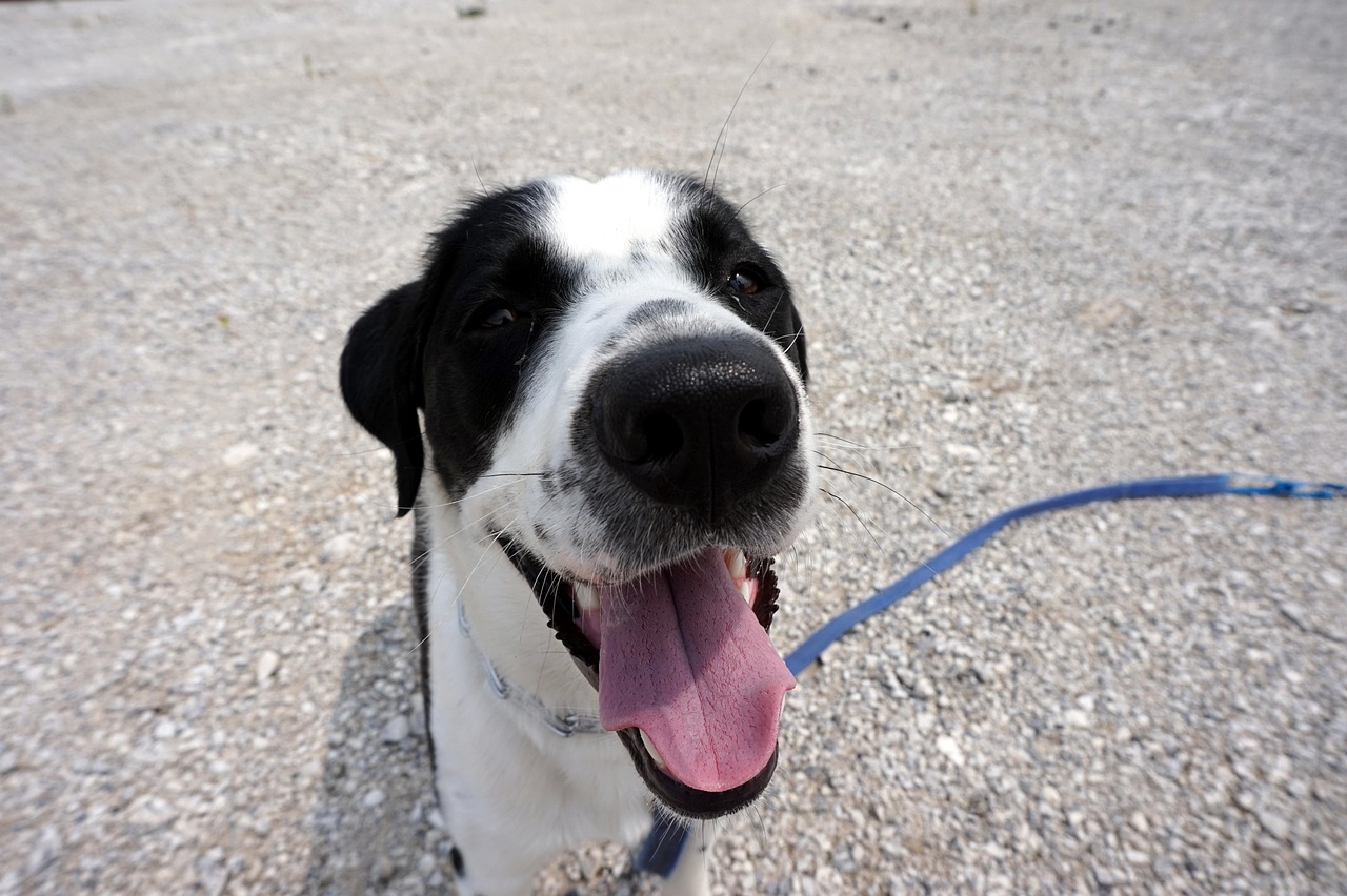 Cachorro Feliz Bicho De Estimação - Foto gratuita no Pixabay - Pixabay