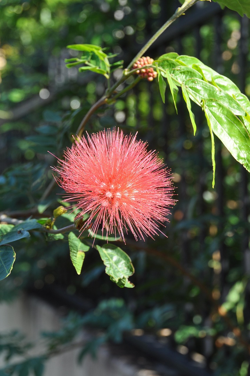 Blossom Bloom Shrub Flowering - Free photo on Pixabay - Pixabay