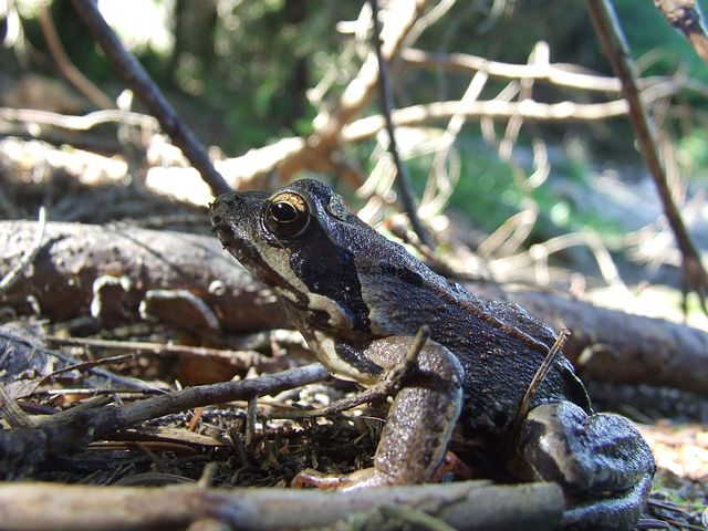 8+ Free Żaba Leśna & Forest Frog Images - Pixabay