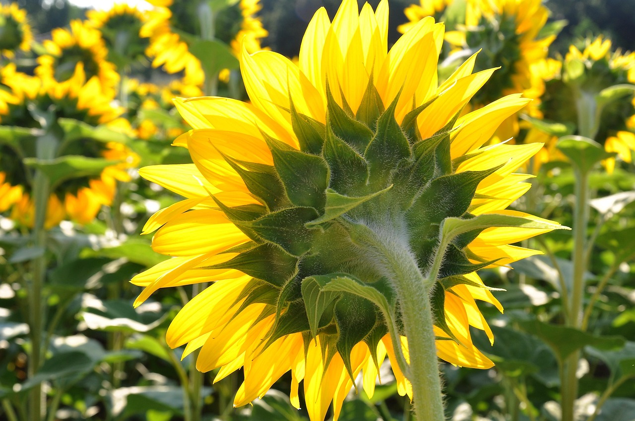 Sunflower Yellow Flower - Free photo on Pixabay