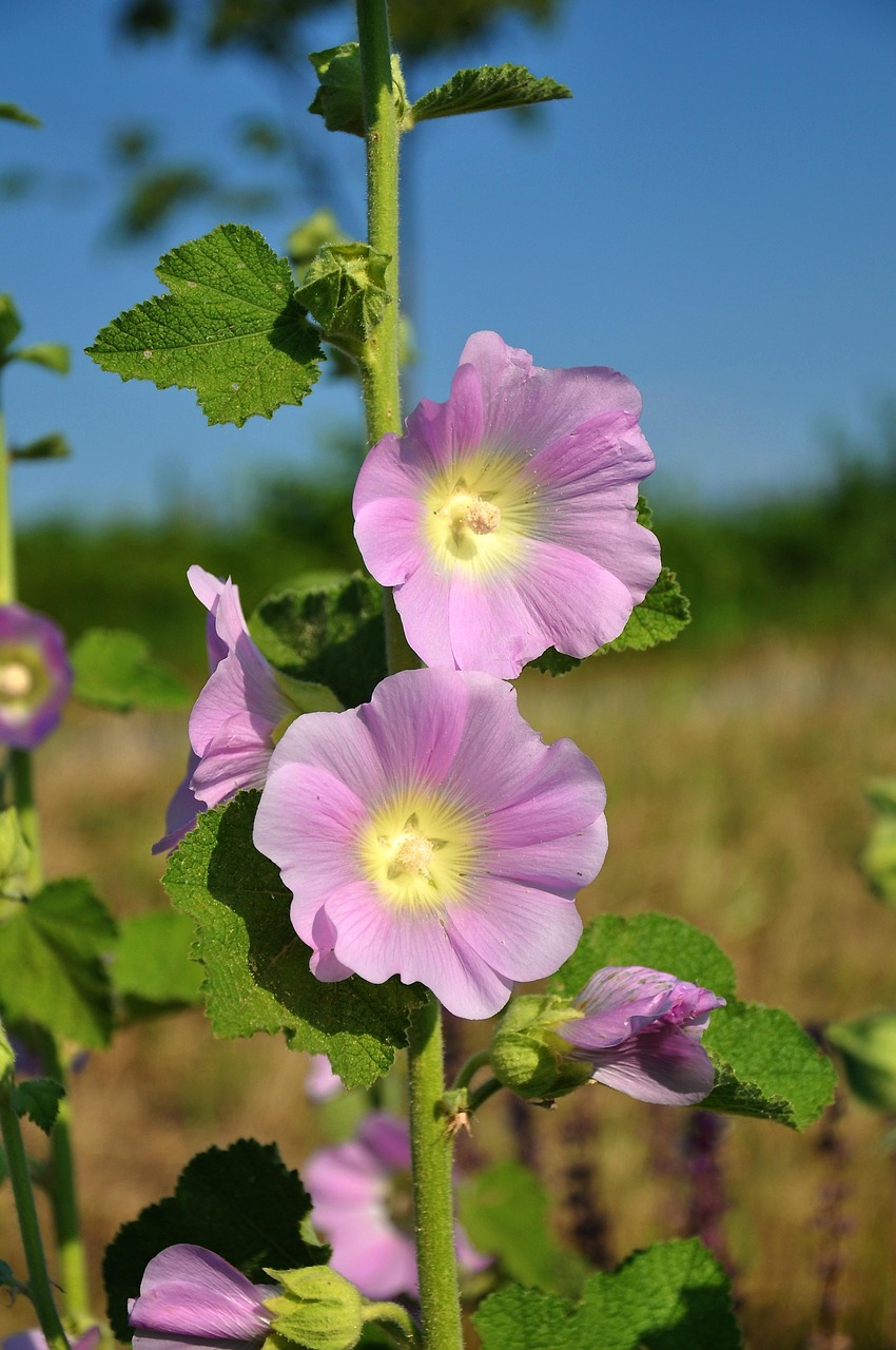 700+ Free Hollyhocks & Bloom Images - Pixabay