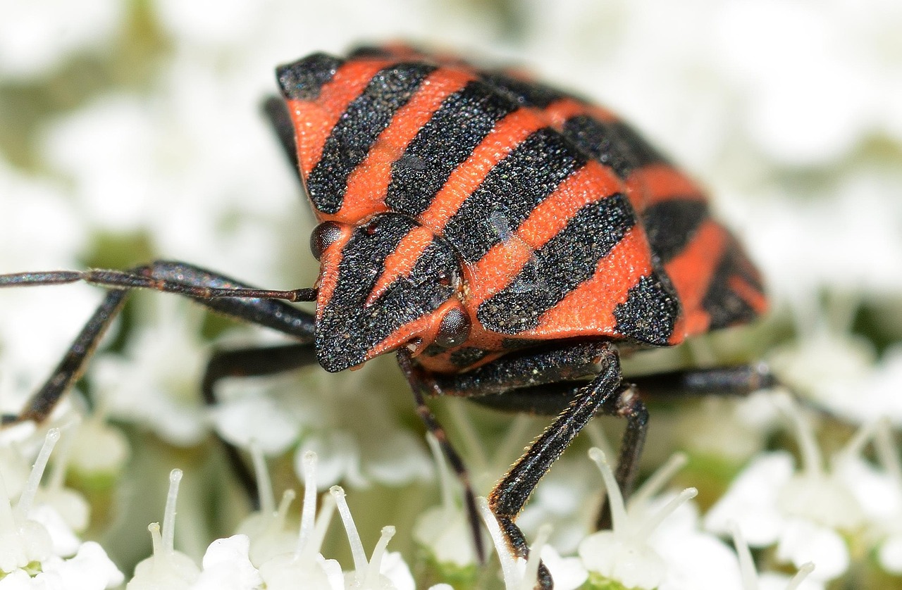 M s De 100 Fotos De Hem pteros Y Insecto Gratis Pixabay M s De 100 Fotos De Hem pteros Y Insecto Gratis Pixabay