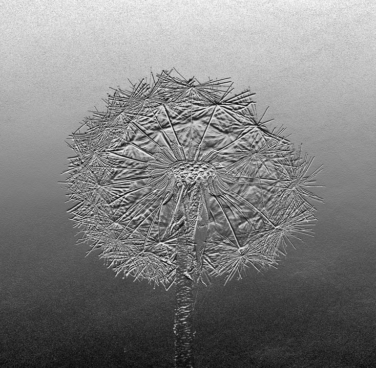 Löwenzahn Pusteblume Samen - Kostenloses Bild auf Pixabay