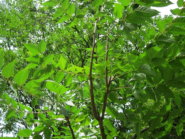 Ailanthus Altissima Tree Of Heaven - Free photo on Pixabay
