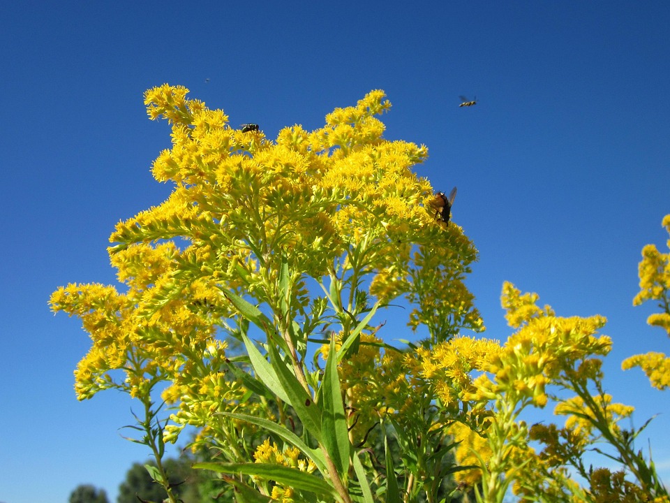 Solidago Canadensis Goldenrod - Free photo on Pixabay