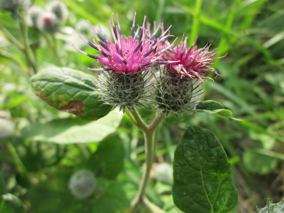 Arctium Tomentosum Bardane - Photo gratuite sur Pixabay - Pixabay