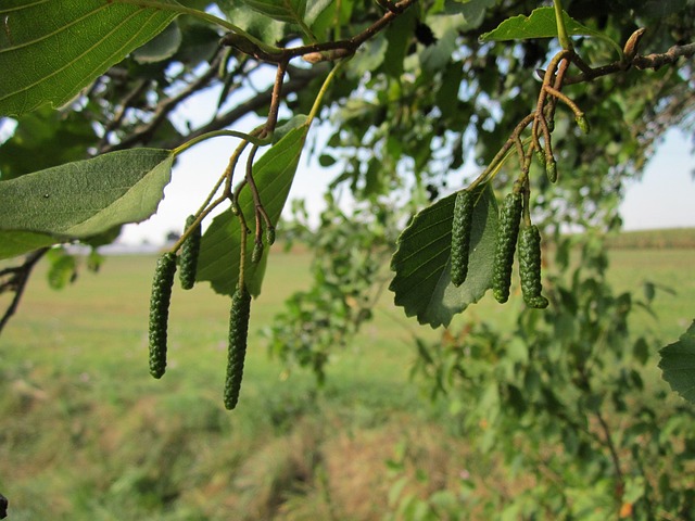 Alnus Glutinosa Arin Negru - Fotografie gratuită pe Pixabay