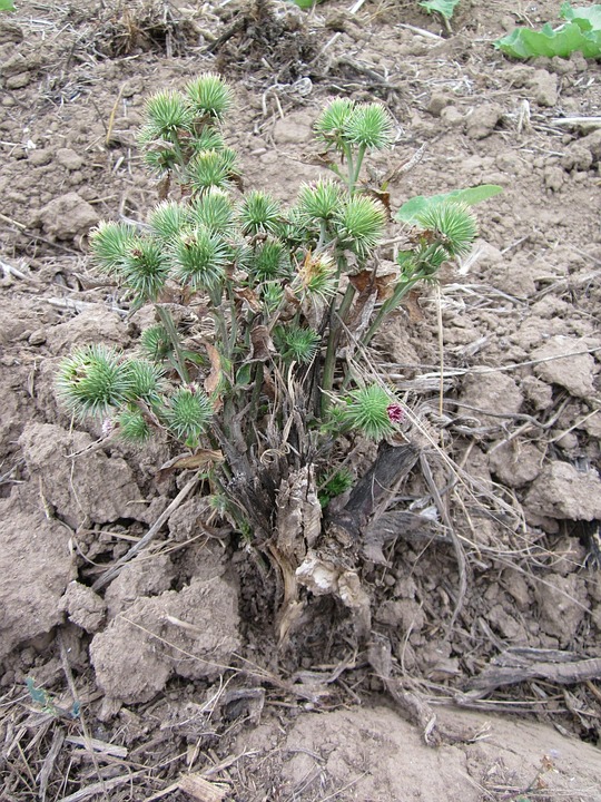 Arctium Lappa Grande Bardane - Photo gratuite sur Pixabay - Pixabay