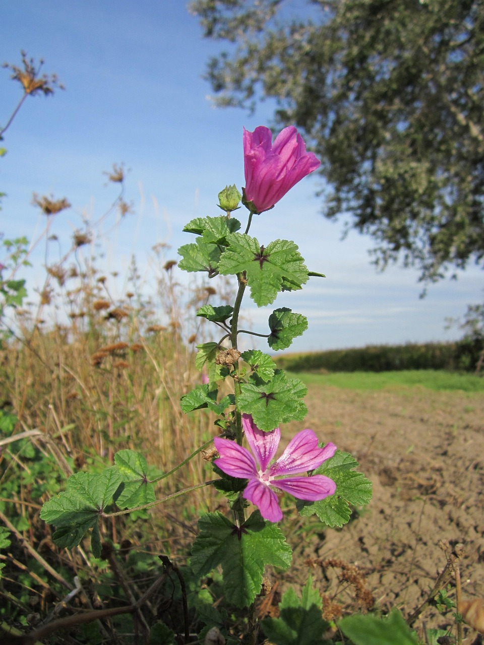 Malva Sylvestris Común - Foto gratis en Pixabay