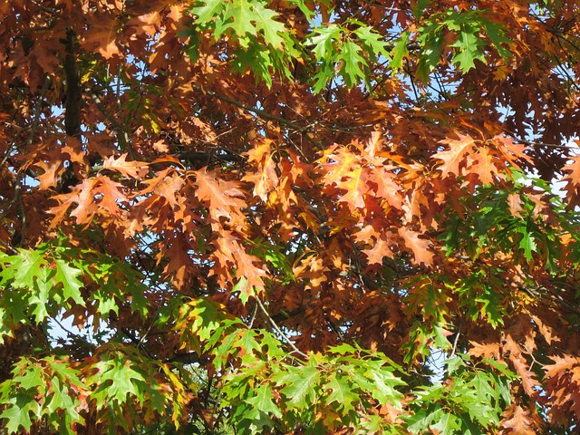Quercus Rubra Carvalho Vermelho Do - Foto gratuita no Pixabay - Pixabay