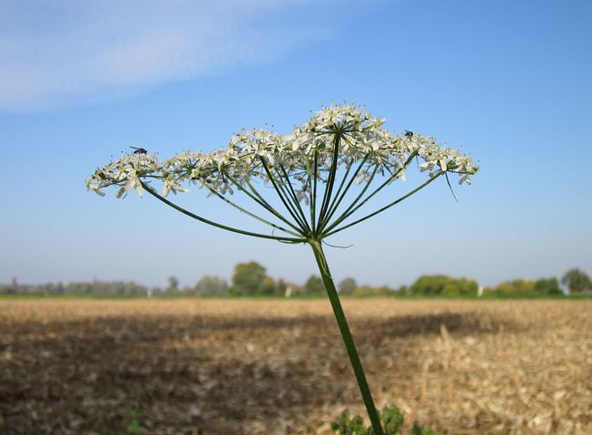 Meer dan 90 gratis afbeeldingen van Berenklauw en Natuur - Pixabay
