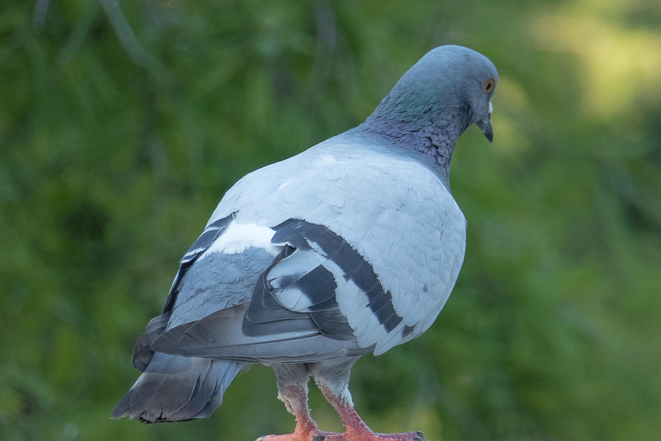 Paloma Oiseau Faune - Photo gratuite sur Pixabay - Pixabay