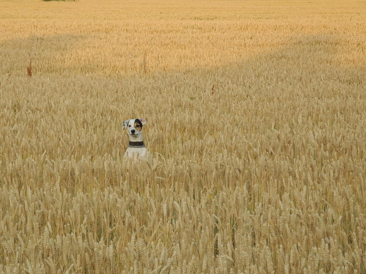 Perro Campo Mascotas El - Foto gratis en Pixabay - Pixabay