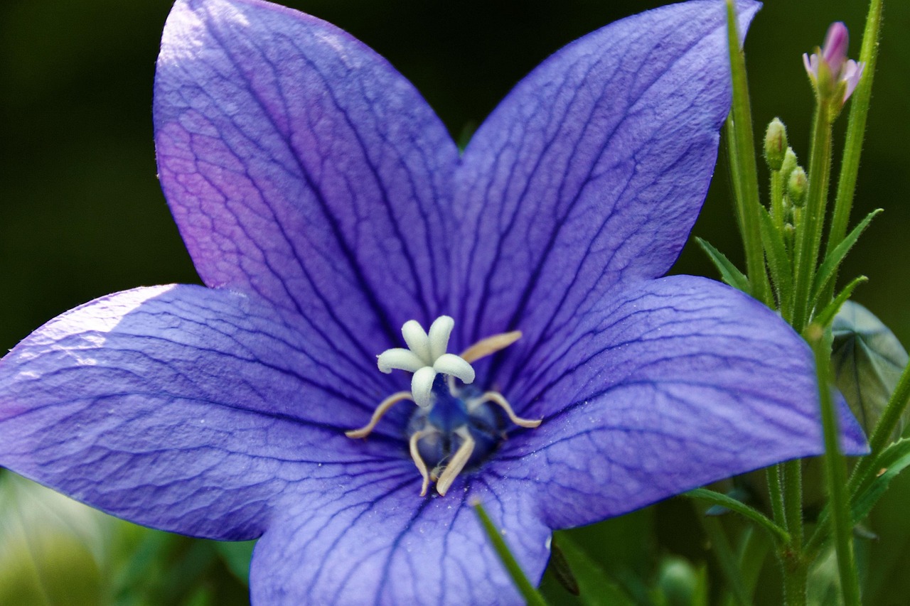 Balloon Flowe Platycodon - Free photo on Pixabay