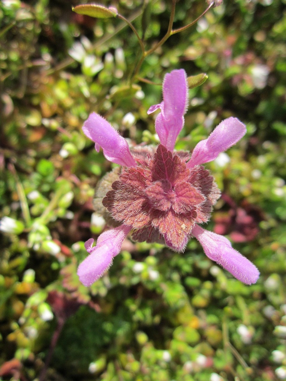 Lamium Purpureum Ortiga Roja - Foto gratis en Pixabay - Pixabay