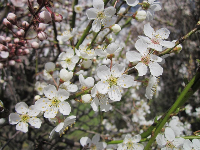 Arbusto Floreciente Flores - Foto gratis en Pixabay - Pixabay