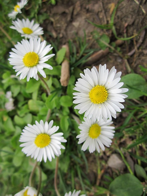 Bellis Perennis English Daisy - Free photo on Pixabay
